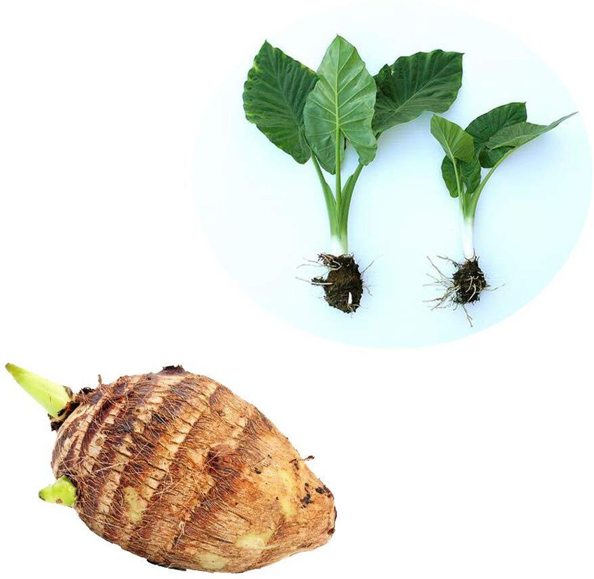 Taro Plant Seed