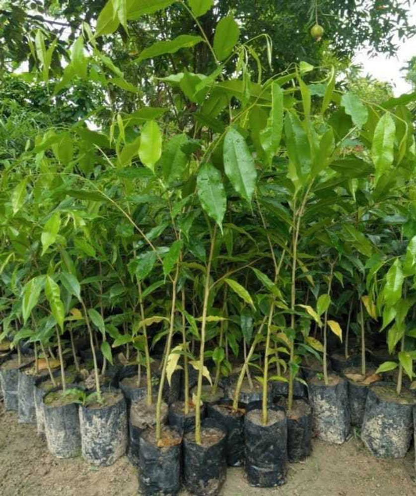 Aquilaria Agallocha