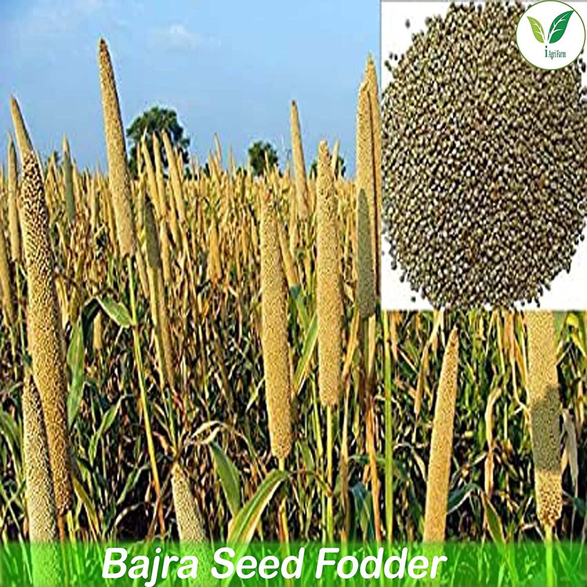 Bajra Seeds