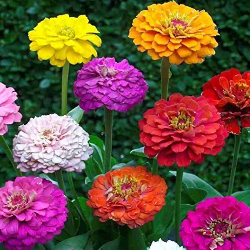 Hidden Dragon Zinnia Seeds Zinnia Seeds Zinderella Peach | Flower
