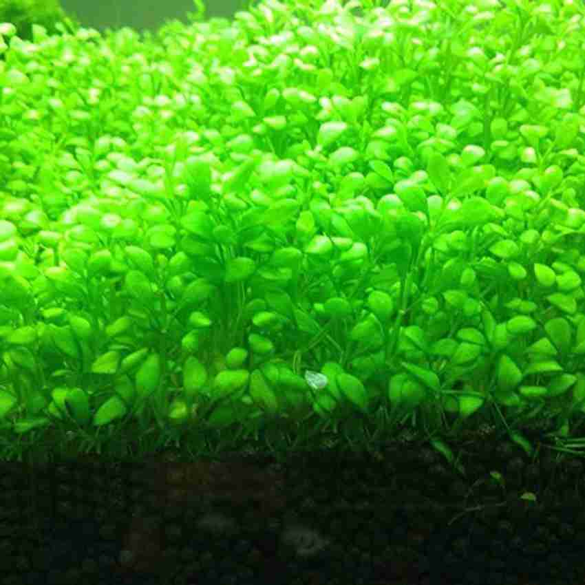 1000 Mixed Aquatic Grass Seed Water Plant Seeds Aquarium Aquarium