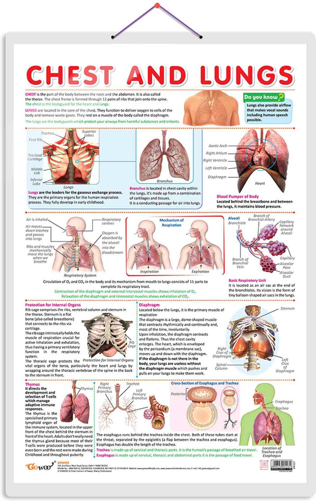 The Respiratory System Anatomical Chart Poster
