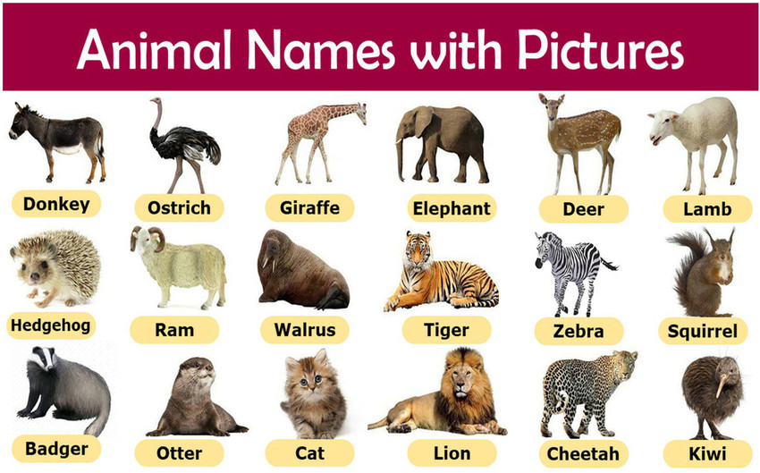 All Animal Images With Name