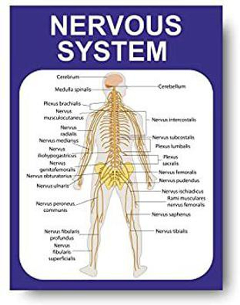 Nervous System For Kids