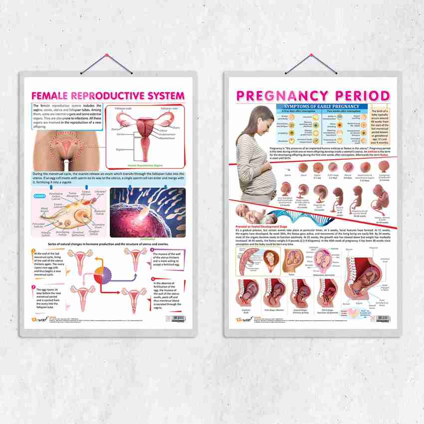 Pregnant Female Reproductive System The Reproductive System And
