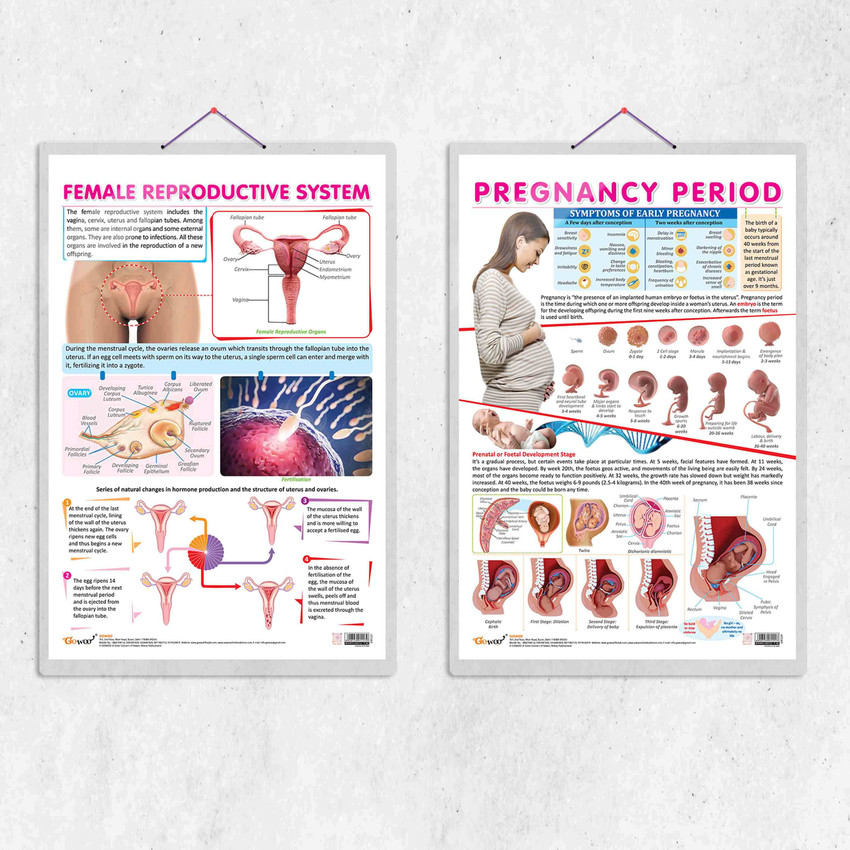 Female Reproductive System Pregnancy Answer Sheets