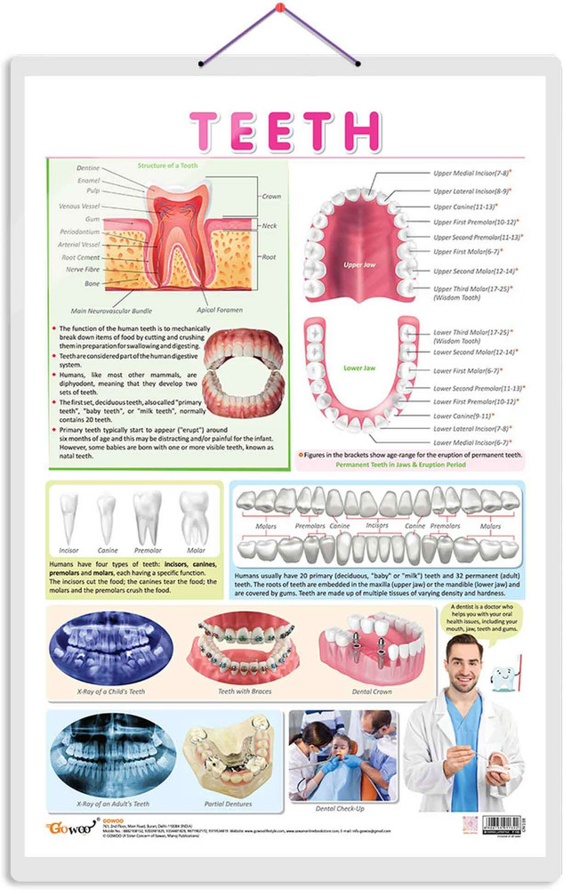 8 Best Images Of Tooth Chart Printable Full Sheet Dental Chart Teeth