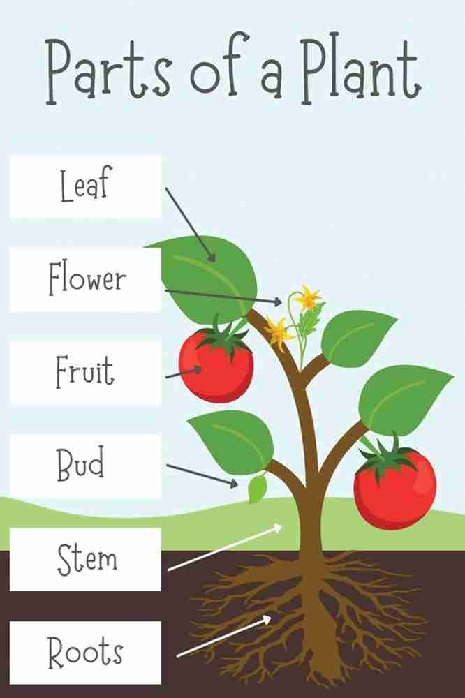 Parts Of A Plant For Kids