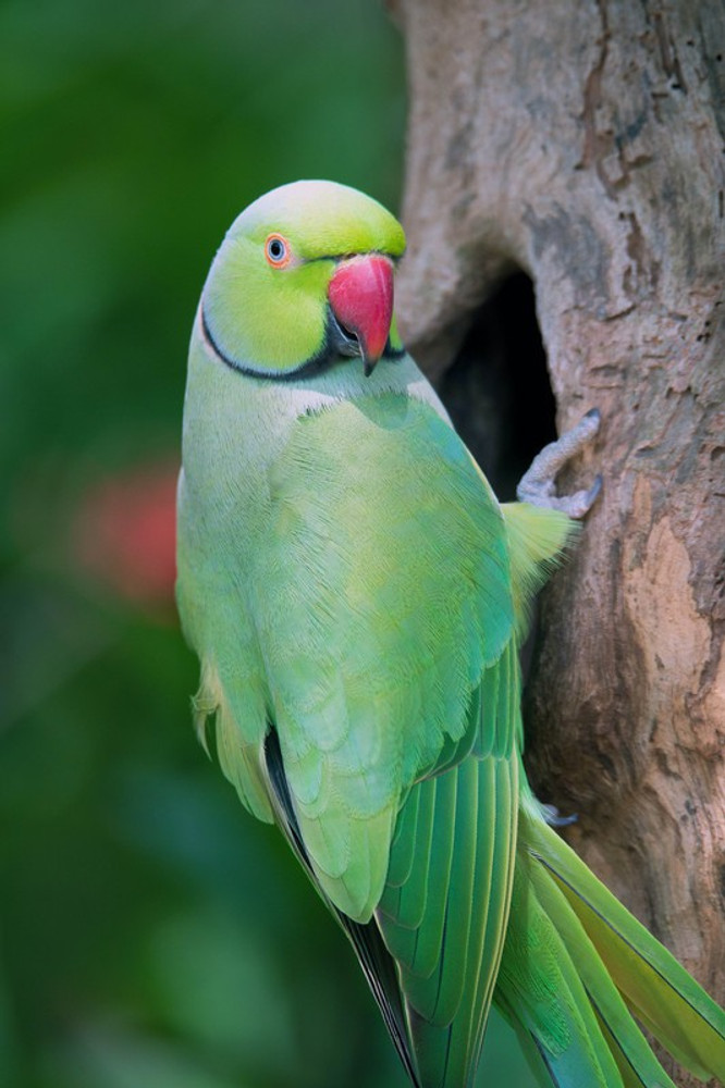 Indian Parrot Bird Wallpaper