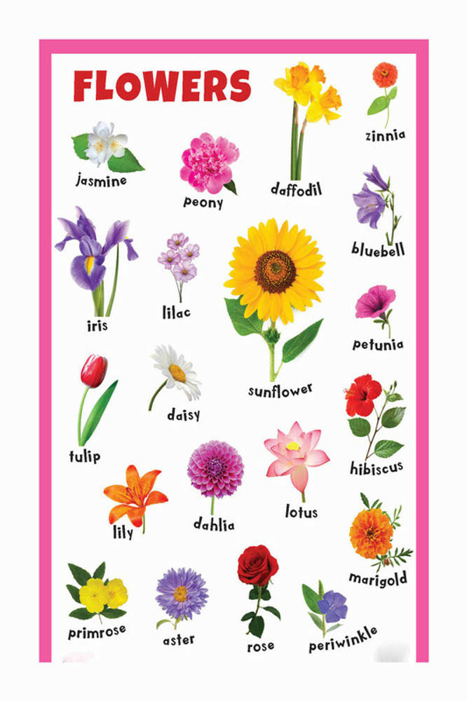 Flower Chart With Names And Pictures | Best Flower Site
