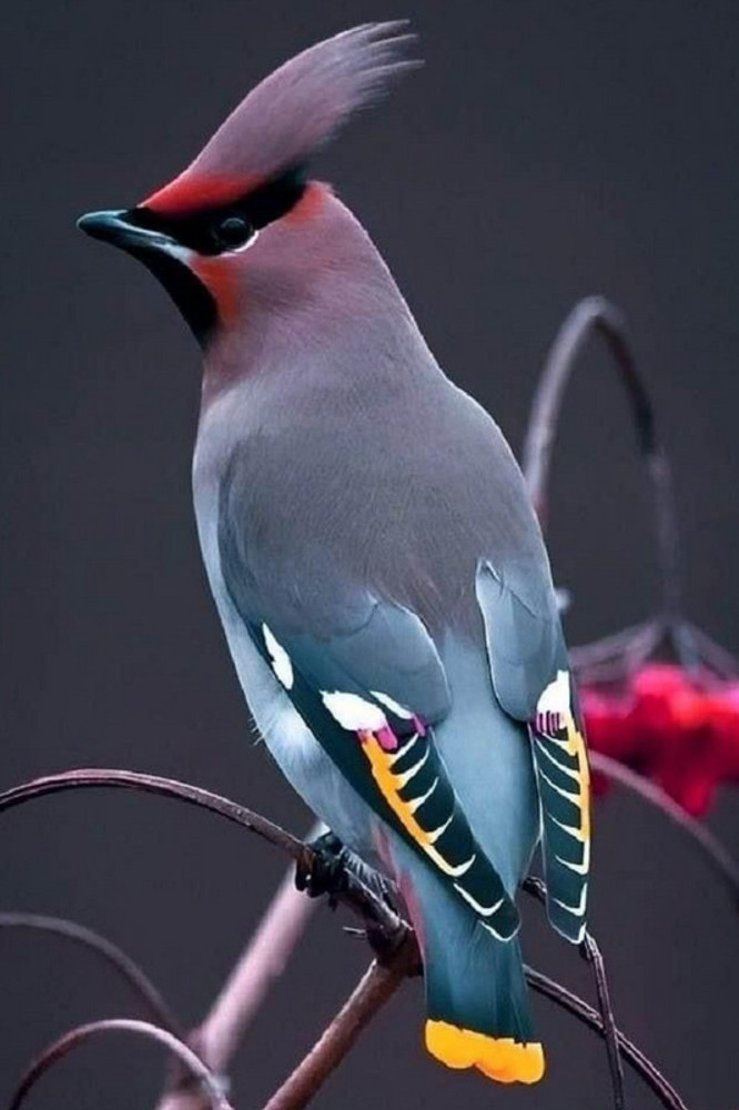 Bohemian Waxwing Bird Wallpapers Cedar Waxwing Bird · Free Stock