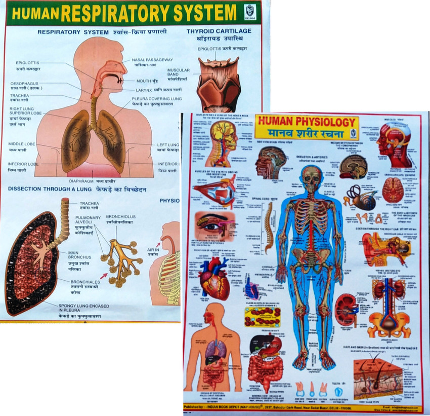 The Respiratory System Anatomical Chart Poster
