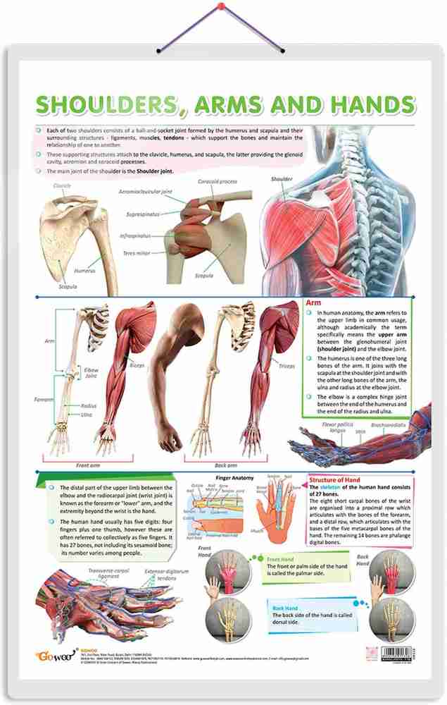 Shoulder Elbow Chart