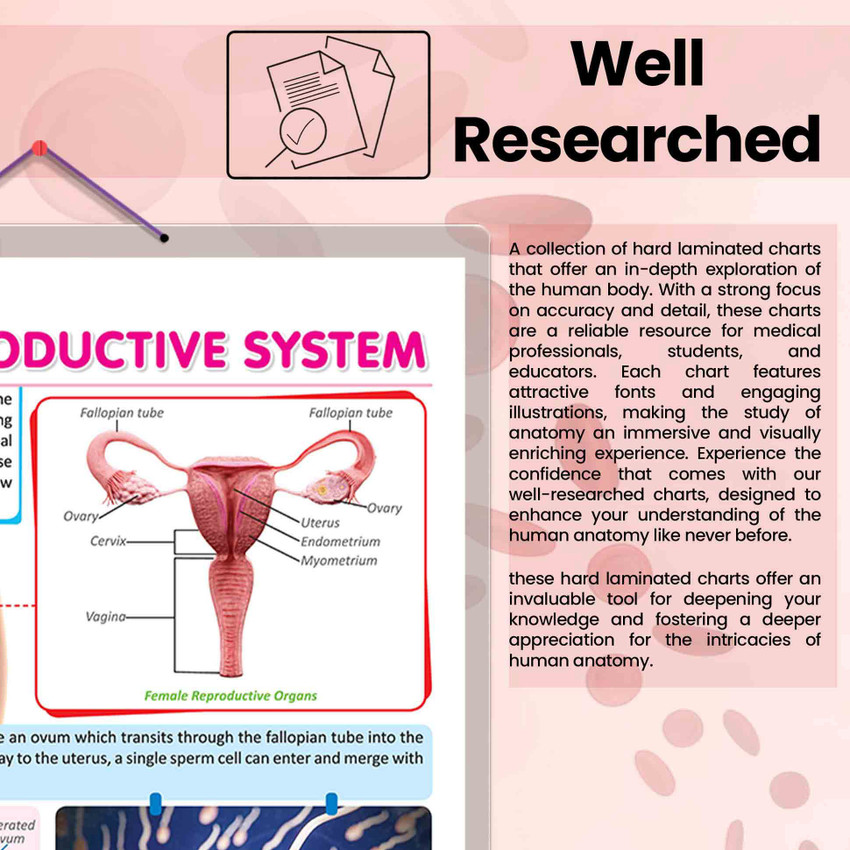 Male And Female Reproductive System Reproductive System (Male, Female)