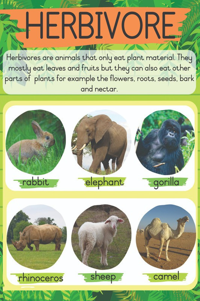 Herbivore Animals With Names