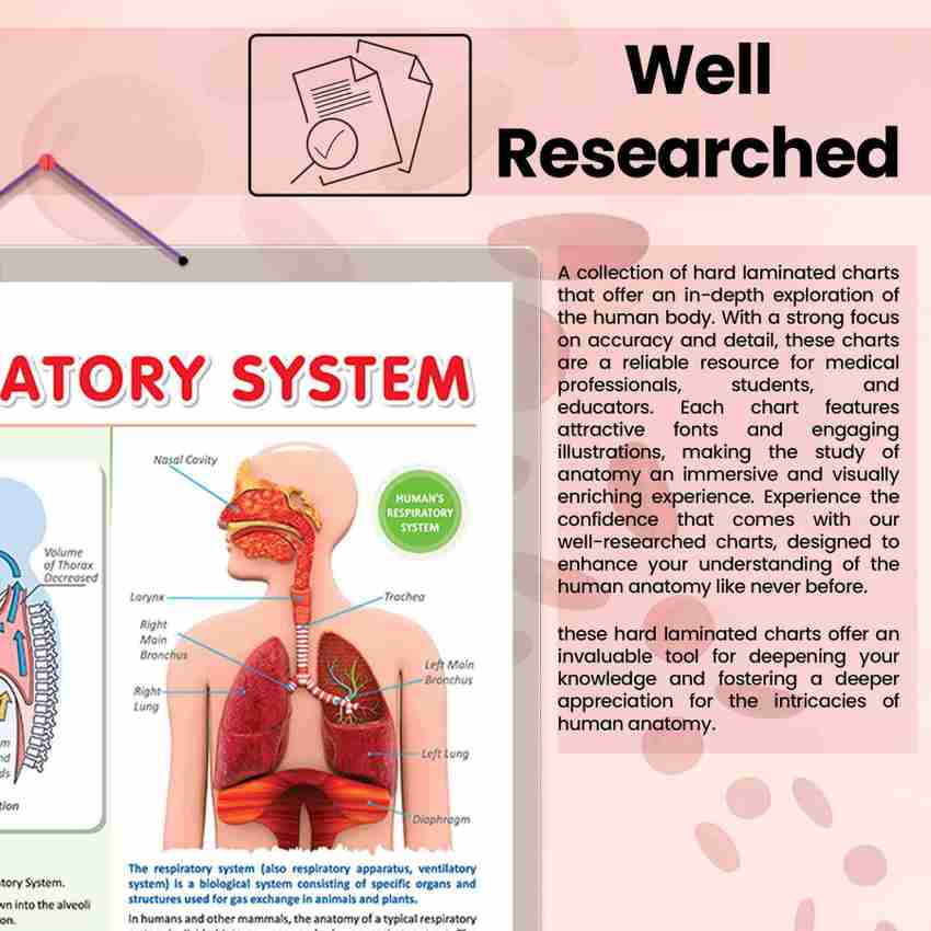The Respiratory System Anatomical Chart Anatomical Chart