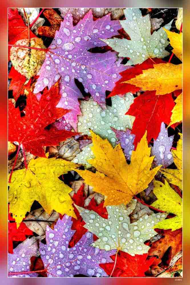 Fall Season Pictures Hd