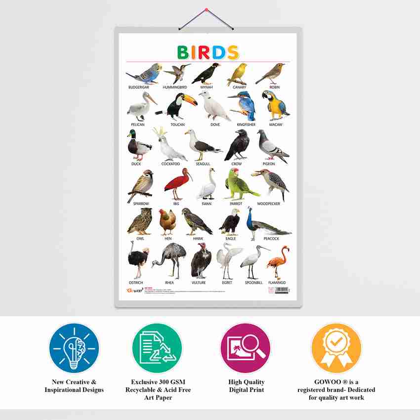 Educational School Posters Birds Reference Chart For The