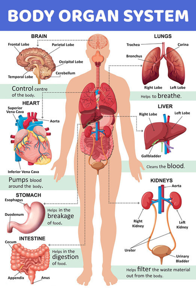 Human Body Systems Diagrams For Kids