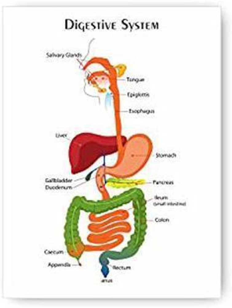 Digestive System For Kids