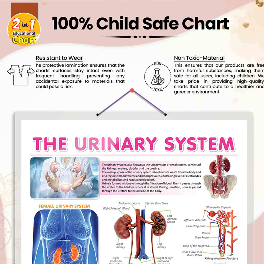 The Urinary Tract Anatomical Chart The Urinary Tract Anatomical Chart
