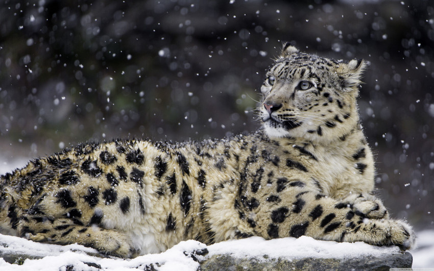Snow Leopard Animal Wallpaper