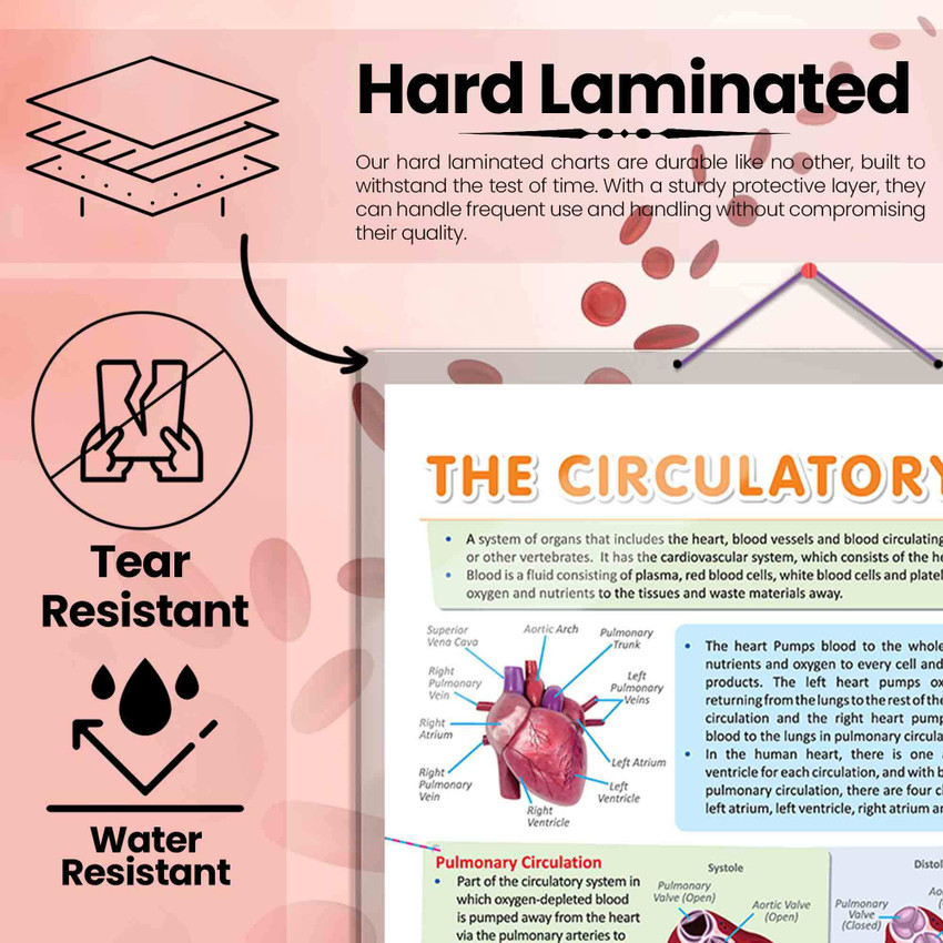 78 Images About Poster Of Circulatory System