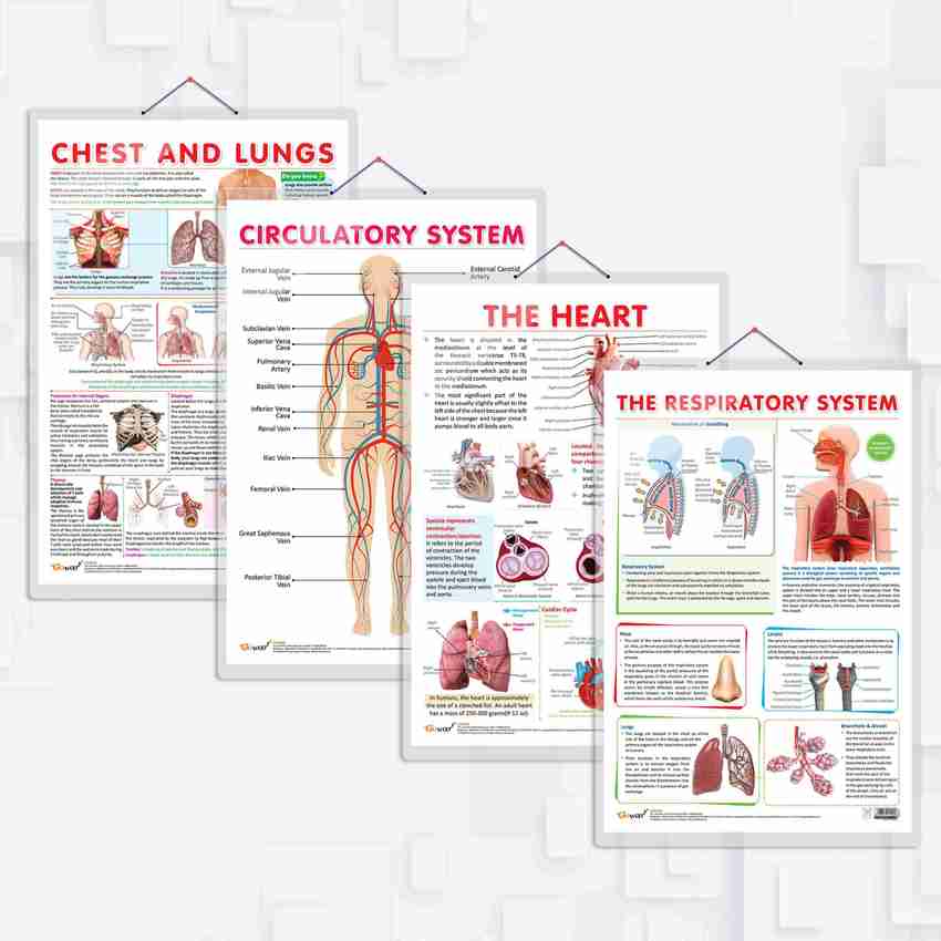 The Respiratory System Anatomical Chart Poster