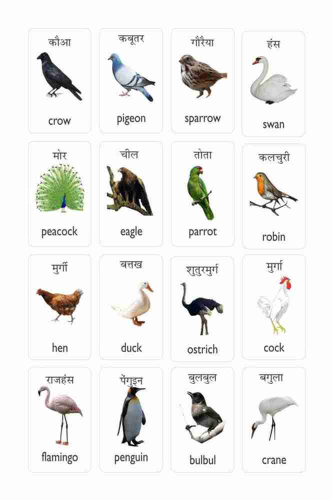 Names Of Birds