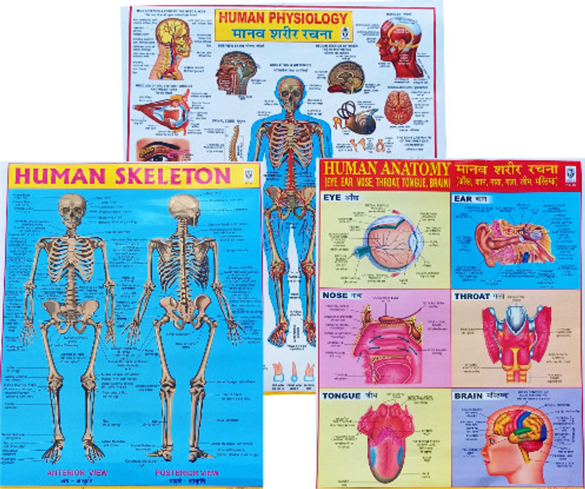 Medical Education Chart Of Biology For Human Skeleton