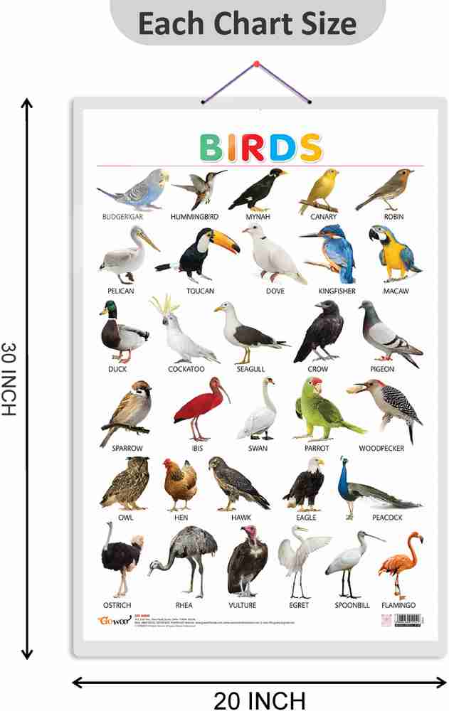 Different Birds Names New Book On The Birds Of Northern Virginia For