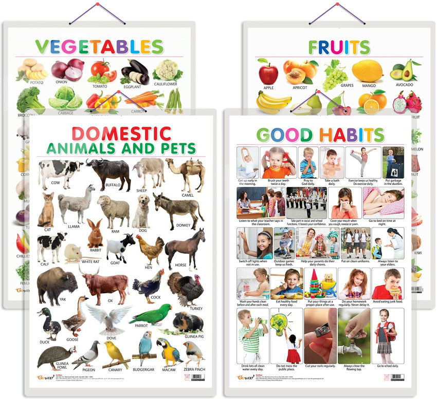 Food From Animals Chart