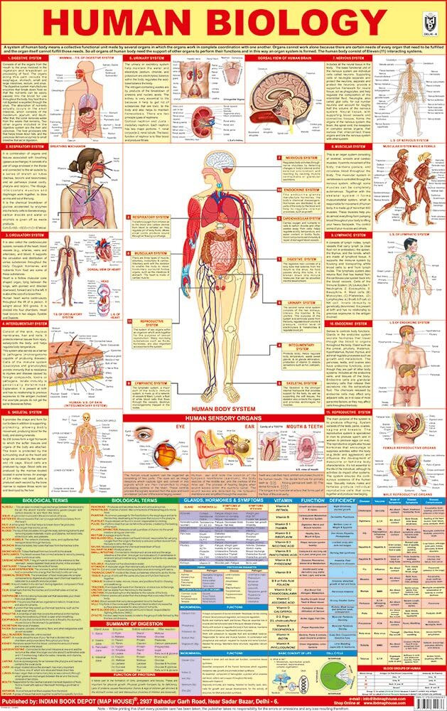 Human Body Systems Chart Human Body Chart Vectors & Illustrations For