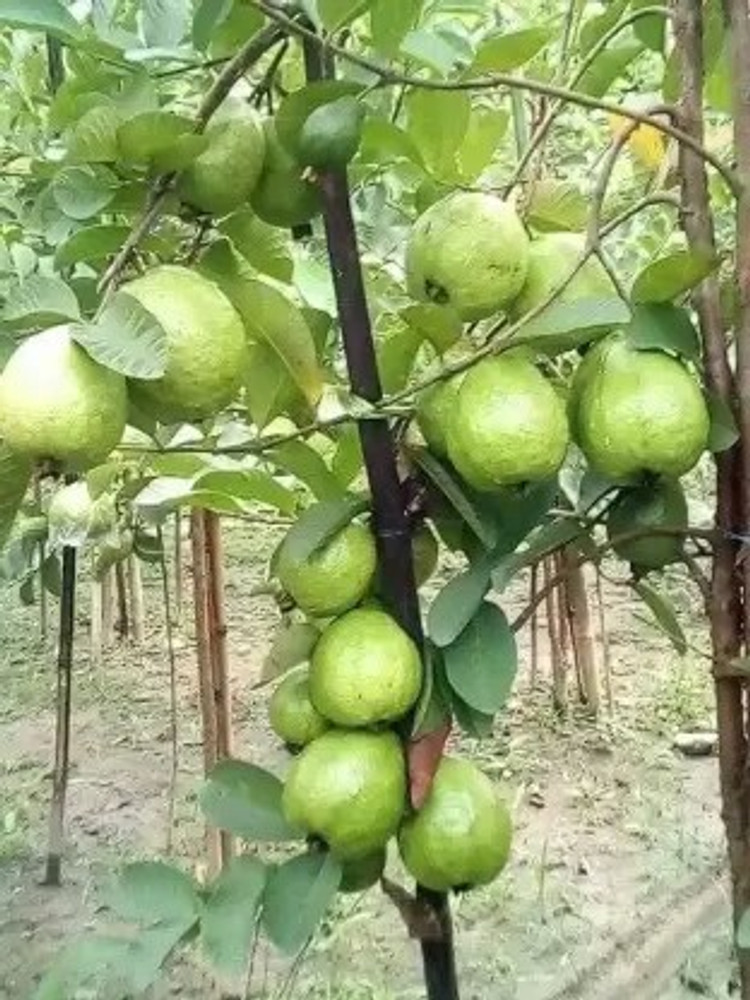 Guava Plantation