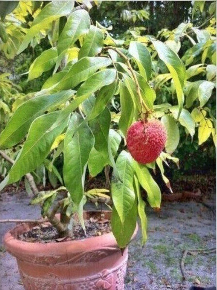 Green Lychee Fruit Lychee Tree: How To Plant, Cultivate & Care