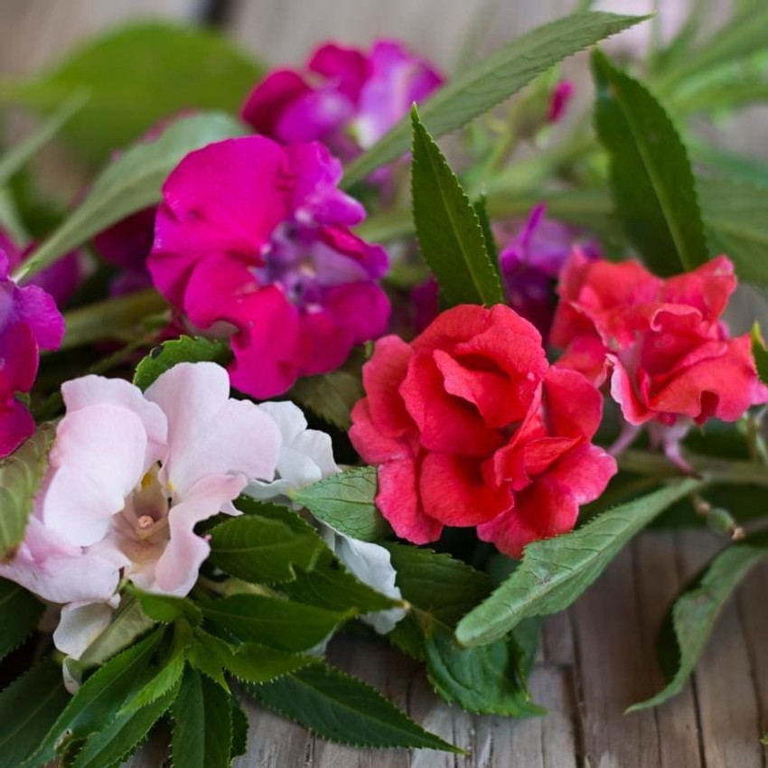 Pink Garden Balsam Seeds | Fasci Garden