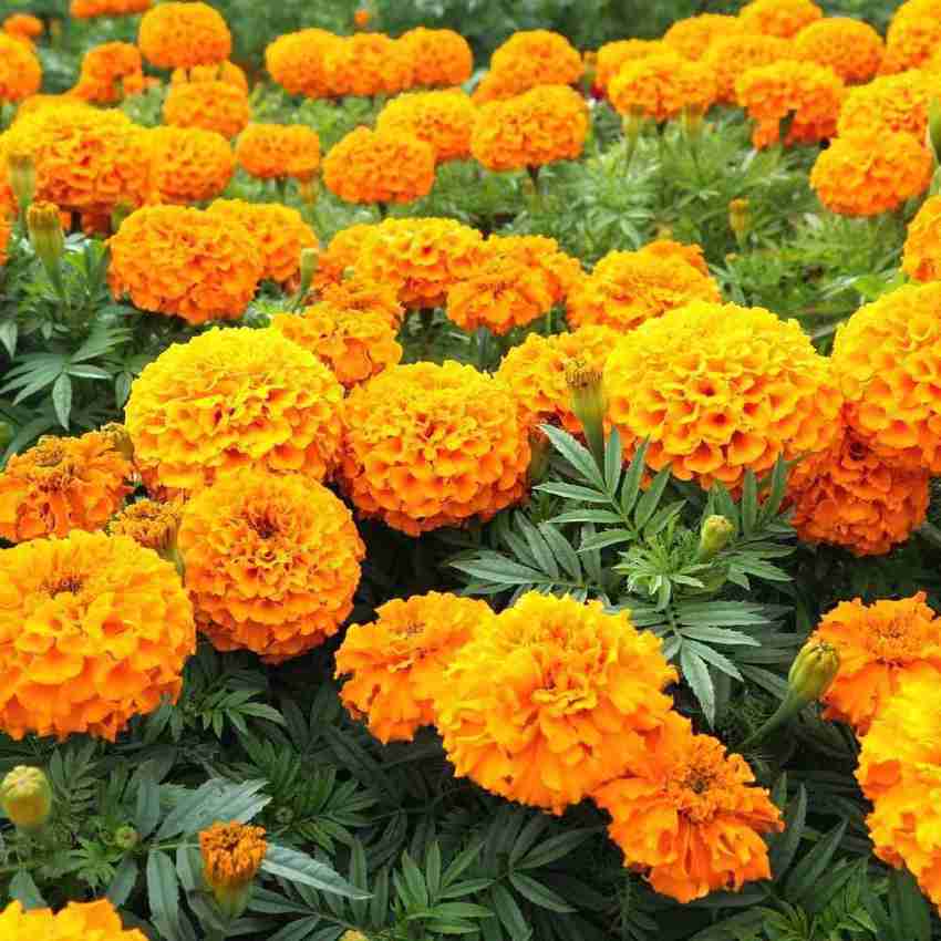 What Is Genda Flower Called In English | Best Flower Site