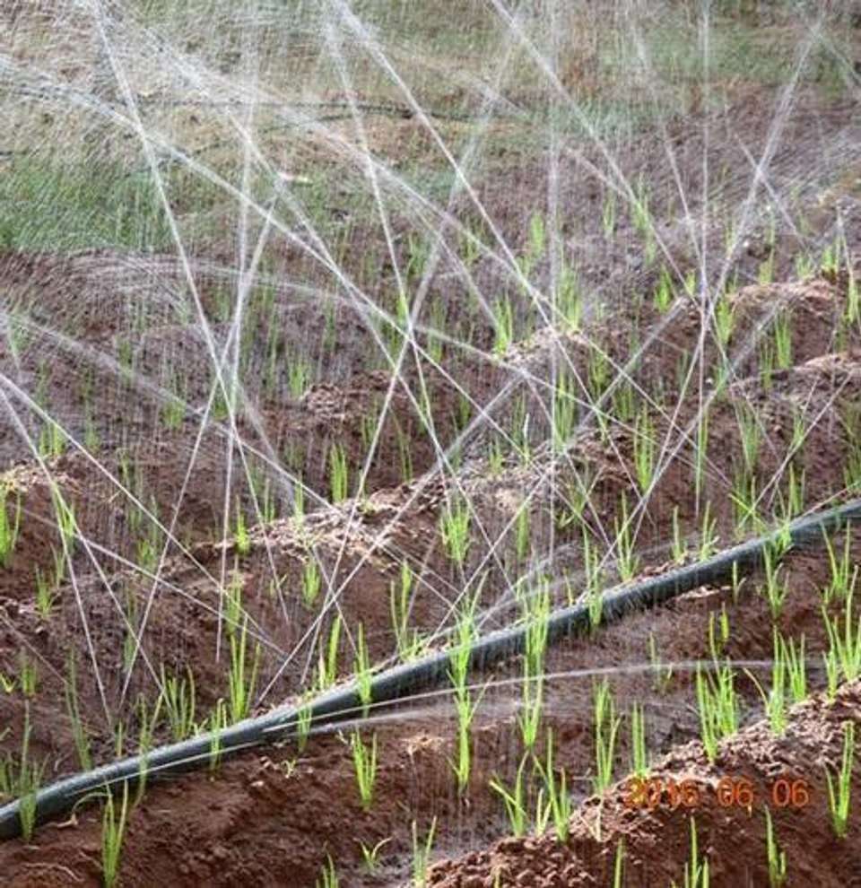 SIDDHI 20mm Rain Pipe for Agriculture and Home Gardening Size- 20mm ...