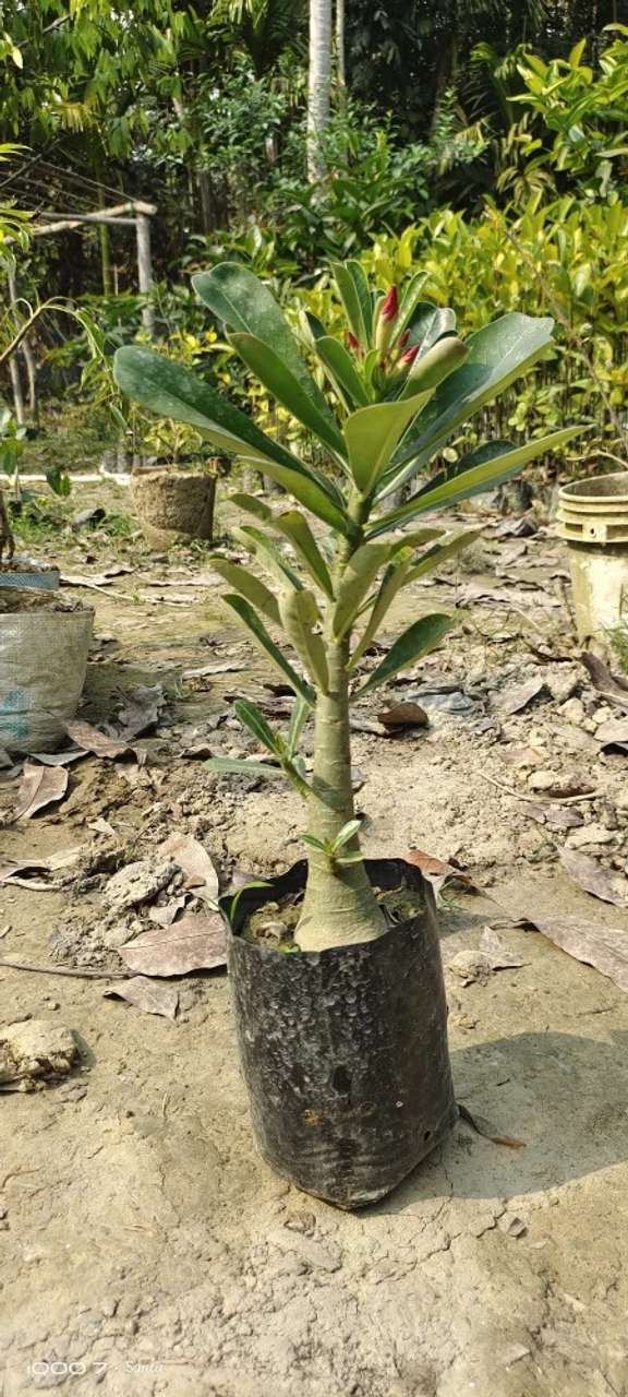 Cloud Farm Adenium Plant Price in India - Buy Cloud Farm Adenium Plant ...