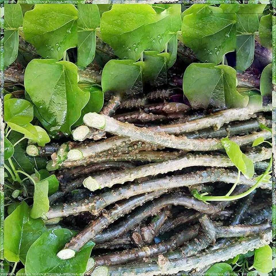 Cloud Farm Giloy Plant Price in India - Buy Cloud Farm Giloy Plant ...