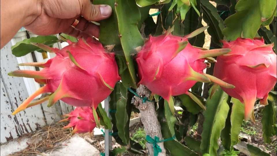 ROYSTORES Dragon Tree Price in India - Buy ROYSTORES Dragon Tree online ...