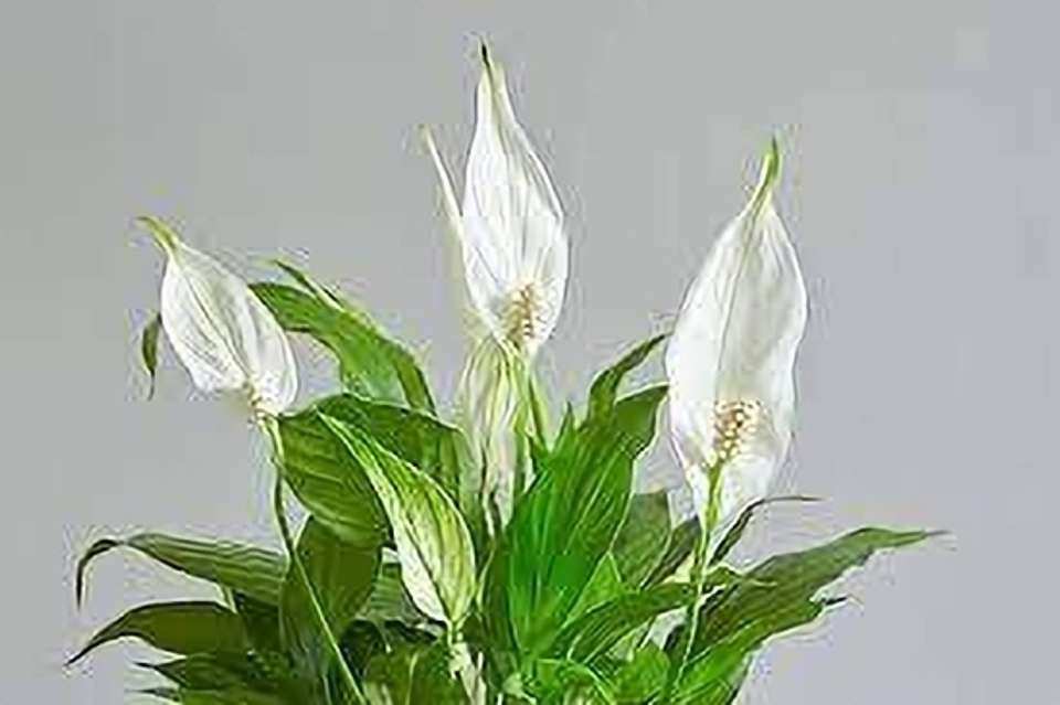 Cloud Farm Peace Lily Plant Price in India - Buy Cloud Farm Peace Lily ...