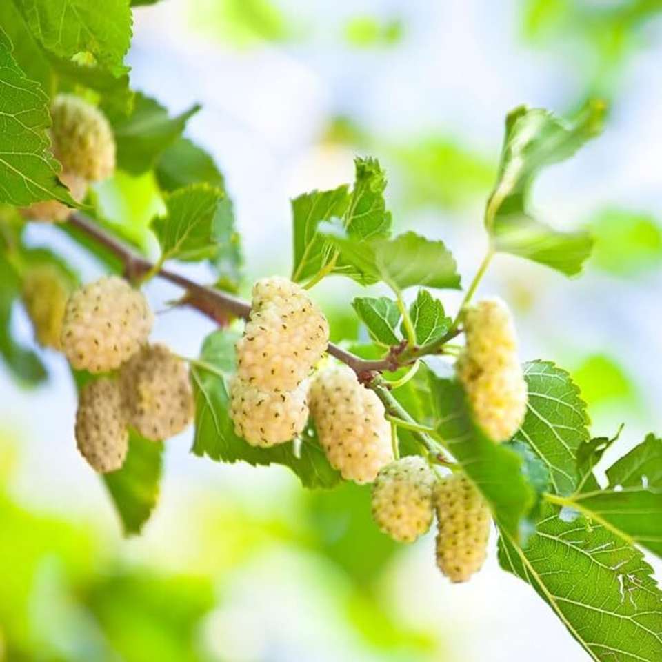 Cloud Farm Shahtoot/Mulberry Plant Price in India - Buy Cloud Farm ...