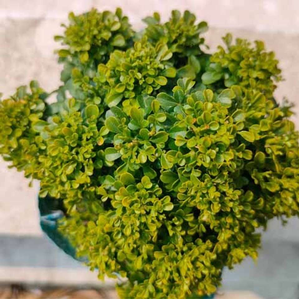 Plantfornia Kamini Murraya Paniculata Plant Price in India - Buy ...