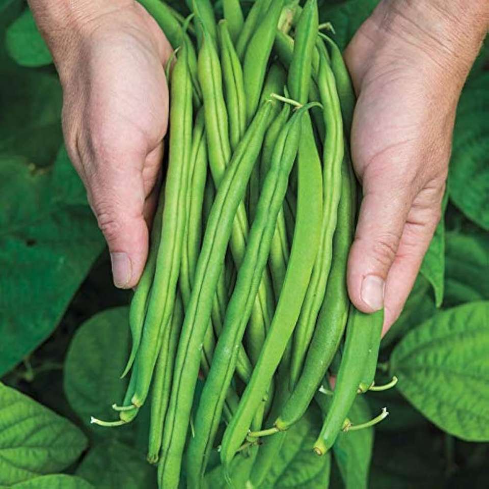 ibains Velvet beans seeds pack of 22 Seed Price in India - Buy ibains ...