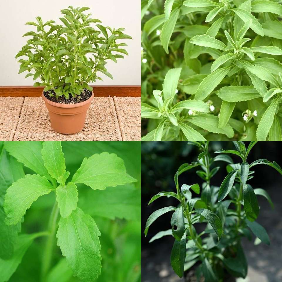 sbains stevia plant seeds no of seeds 15 Seed Price in India - Buy ...