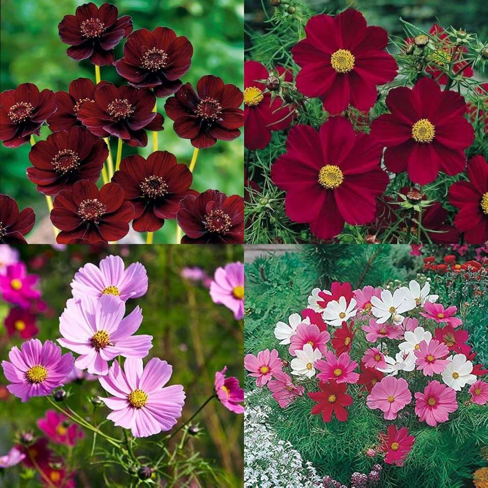 ibains Cosmos seed and garden plant 23 Seed Price in India - Buy ibains ...