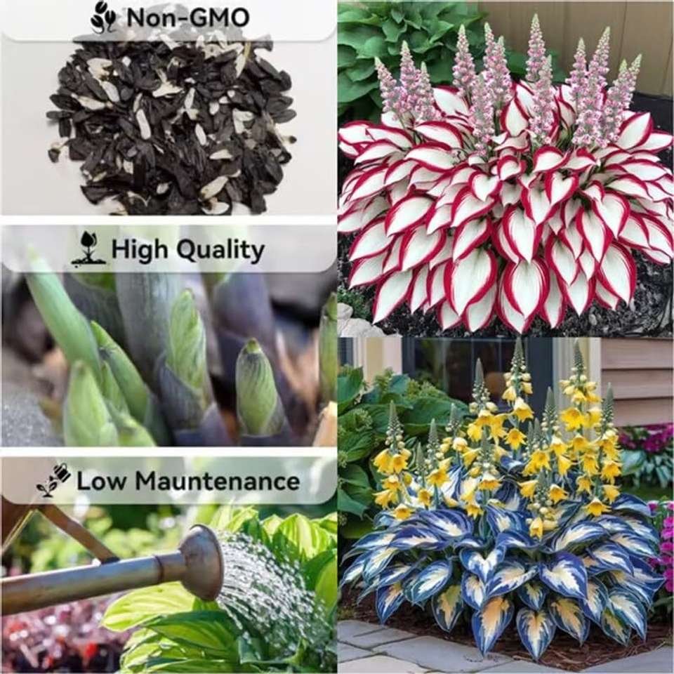 AVRAJIT IMPORTED Multicolor Hosta Flower seeds Home & Garden Seed Price ...