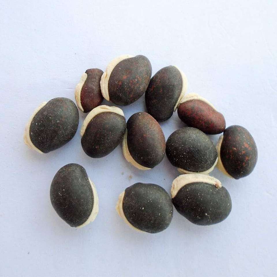 Cloud Farm f1 beans seeds/beans seeds 47 Seed Price in India - Buy ...
