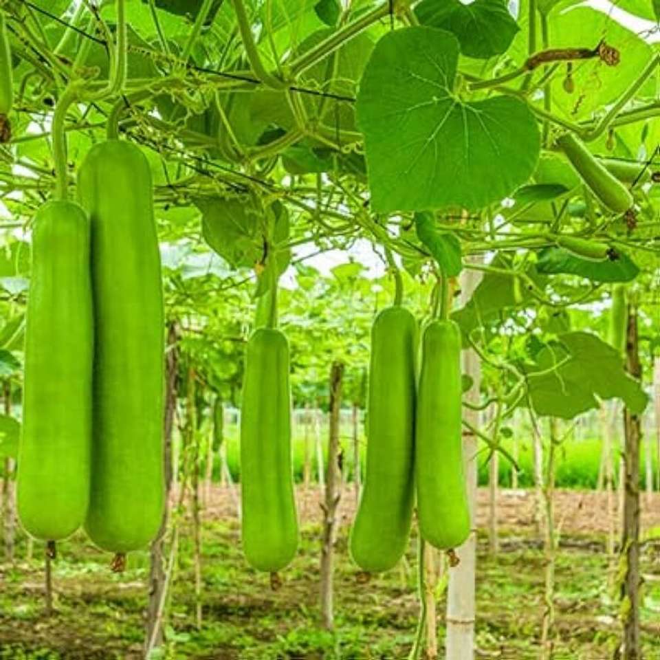 Aywal Bottle Gourd (LAMBI Loki) Hybrid F1 Vegetables Seed Price in ...